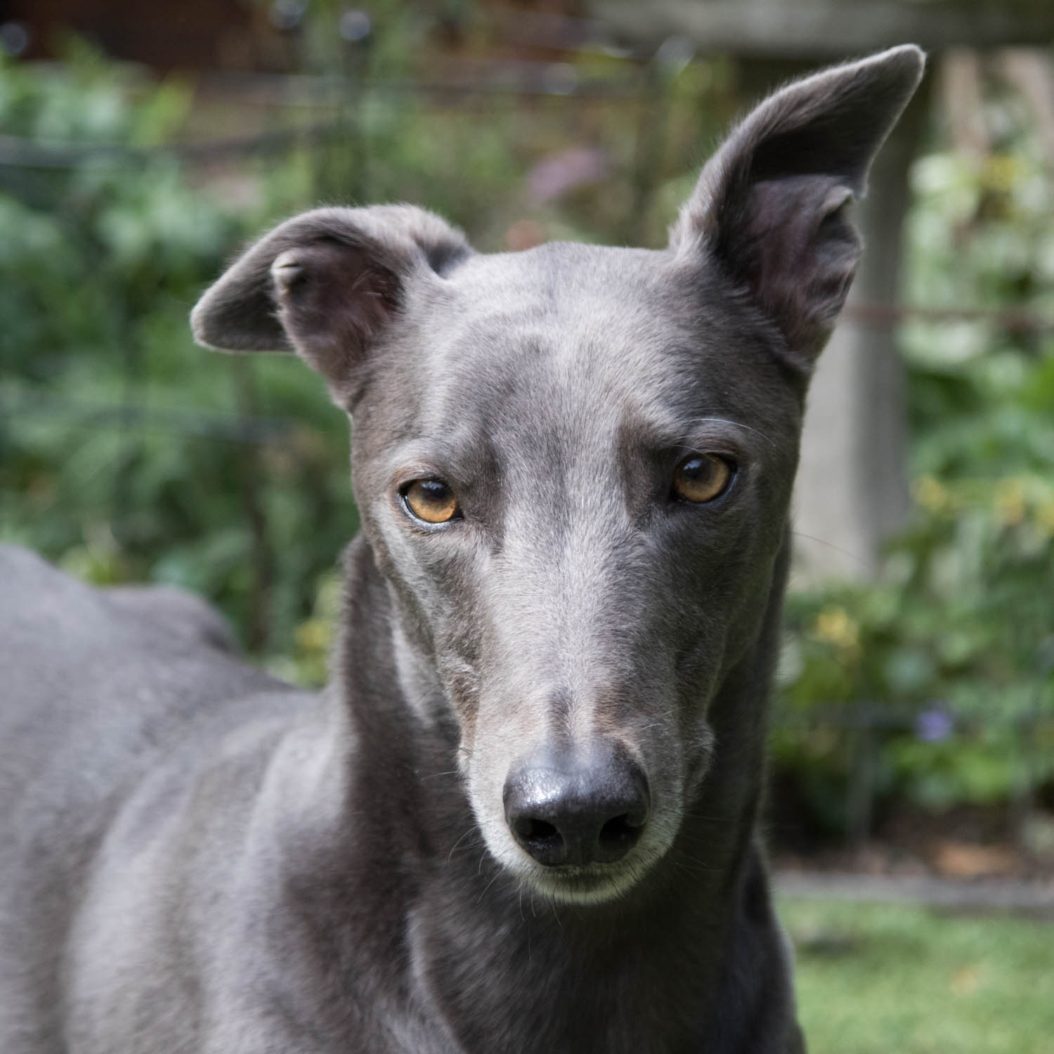 JW Canine Care – Caring-sharing-empowering